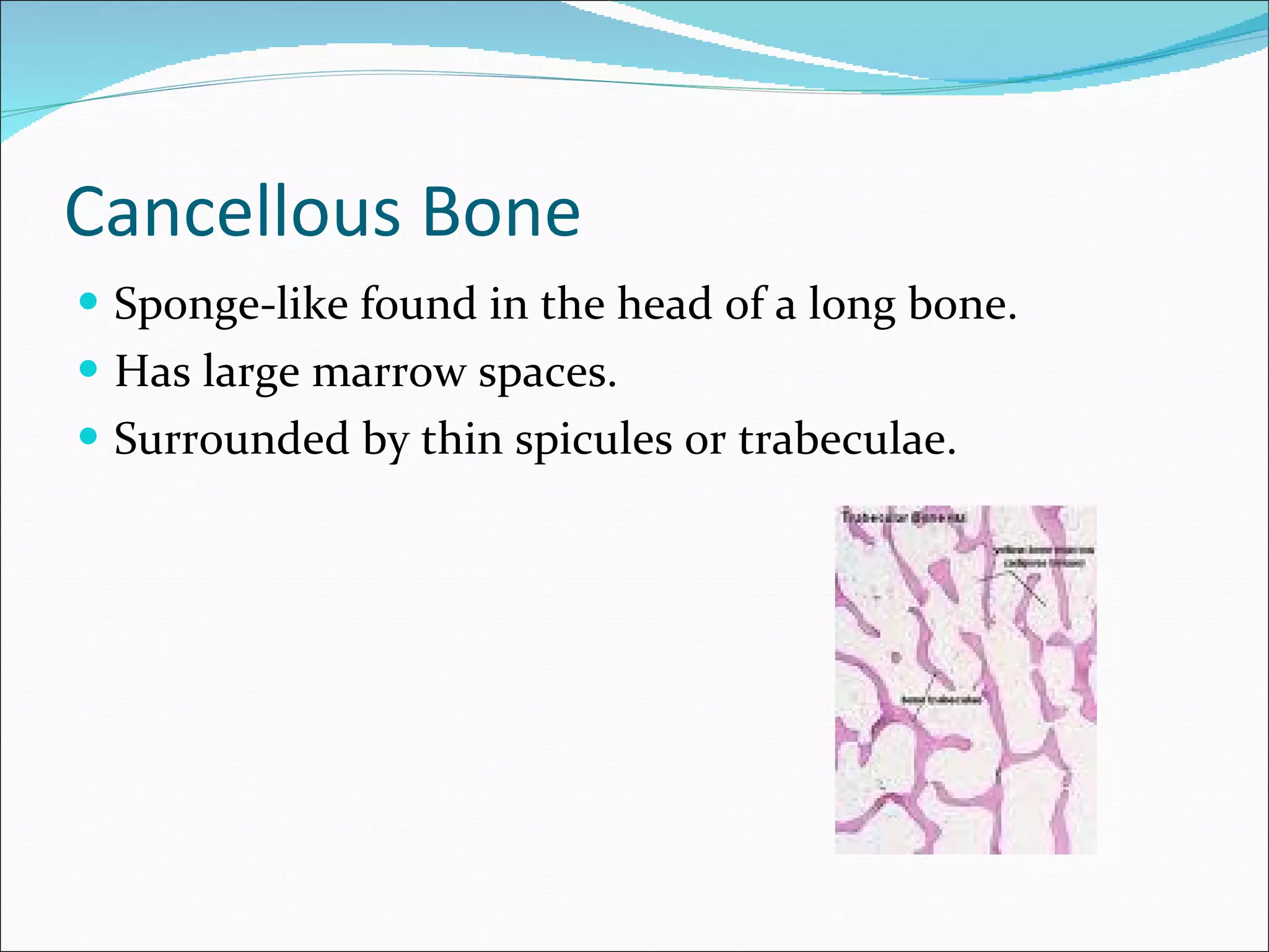 Bone Histology | PPT
