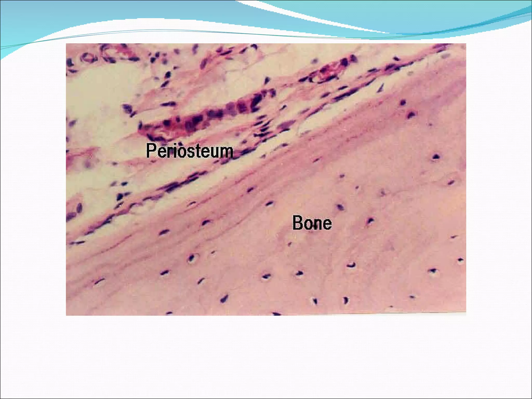 Bone Histology | PPT