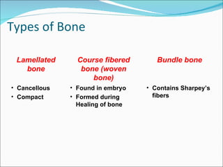 Bone Histology | PPT