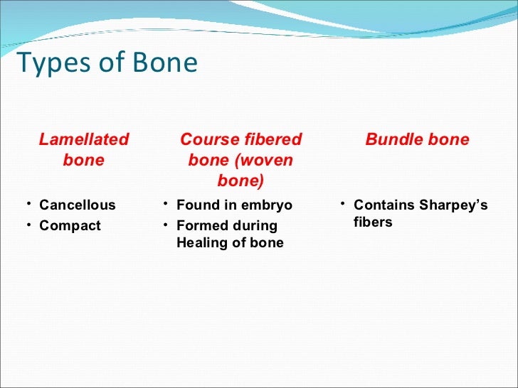 Bone Histology