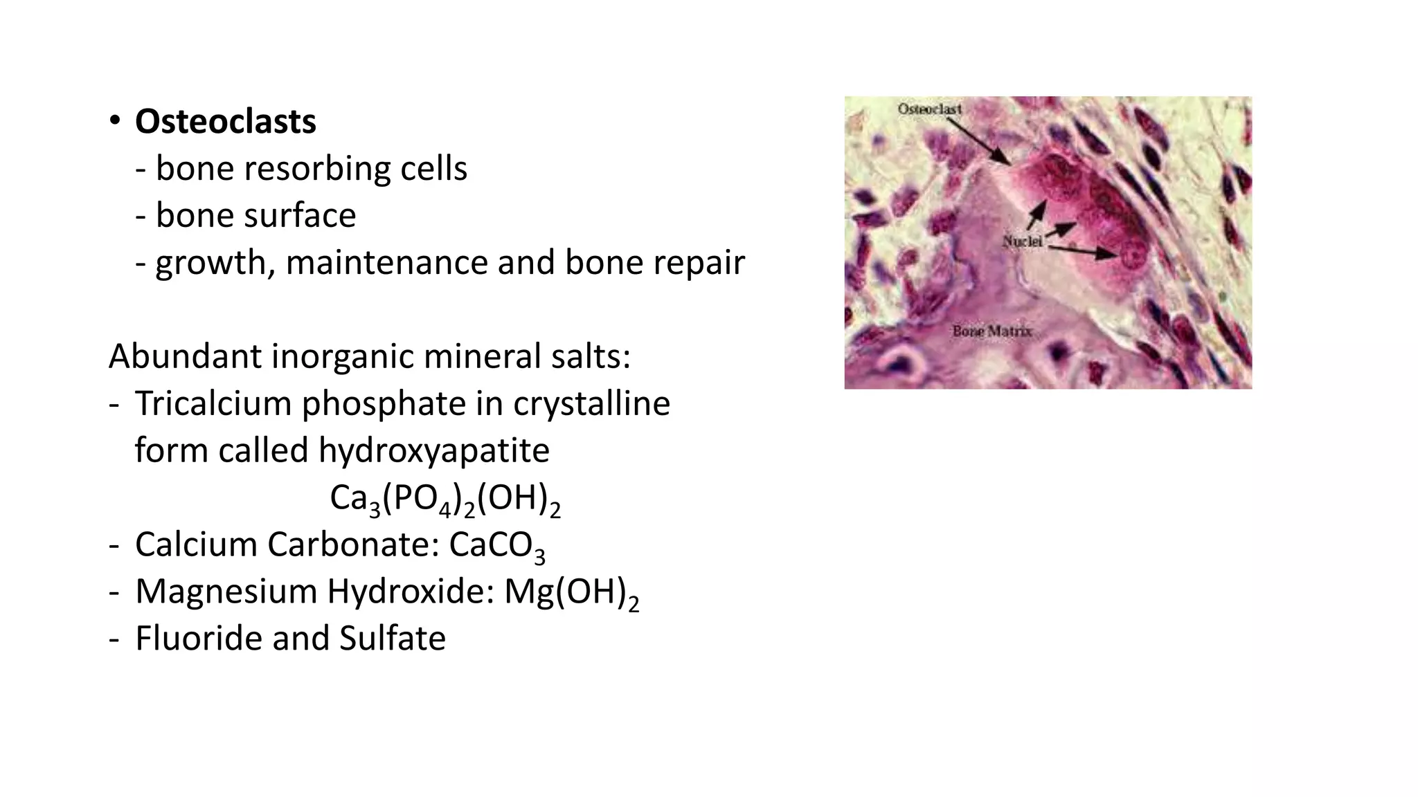 Bonehistology | PPT