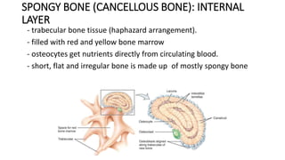 Bonehistology | PPT