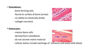 Bonehistology | PPT