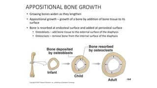 Bonehistology | PPT