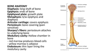 Bonehistology | PPT
