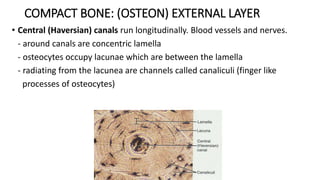 Bonehistology | PPT