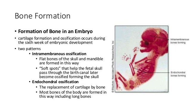Bonehistology