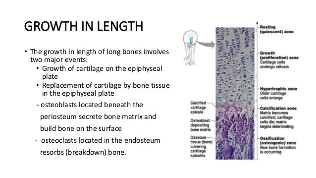 Bonehistology