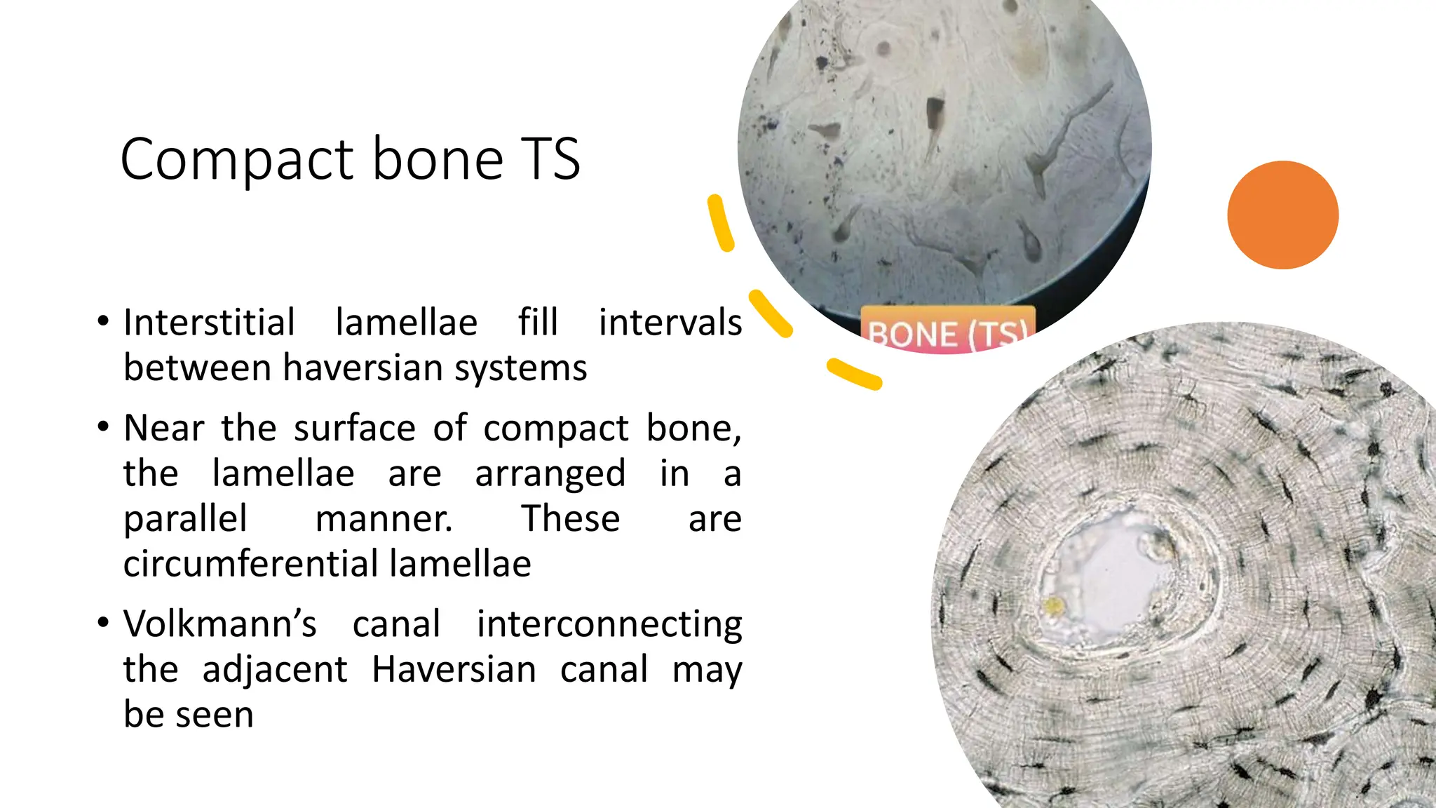Bone Histology Pptx