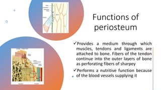 Bone histology.pptx
