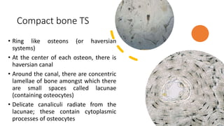 Bone histology.pptx