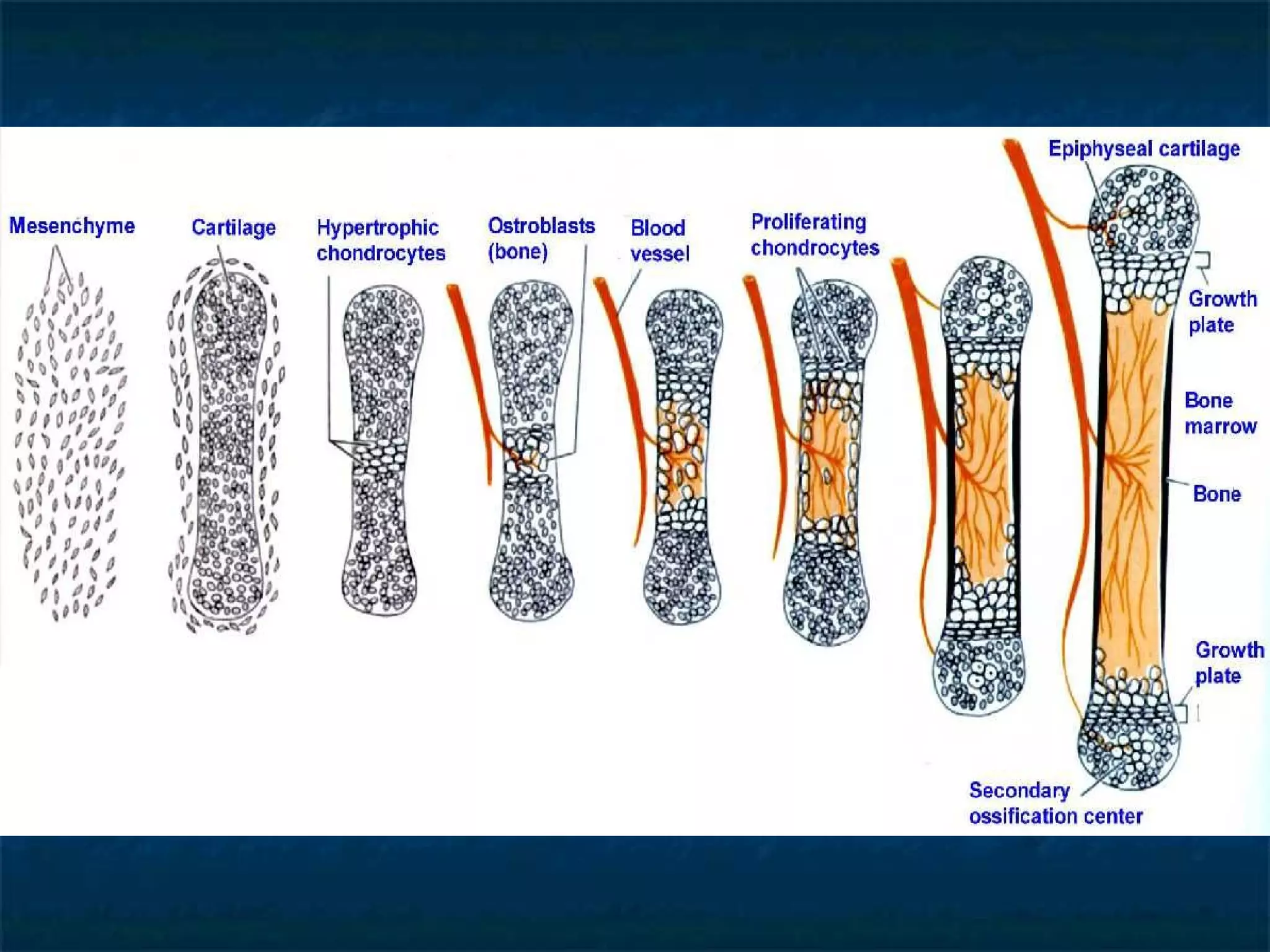 Bone histology amir | PPT