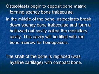 Trabecular Bone Histology