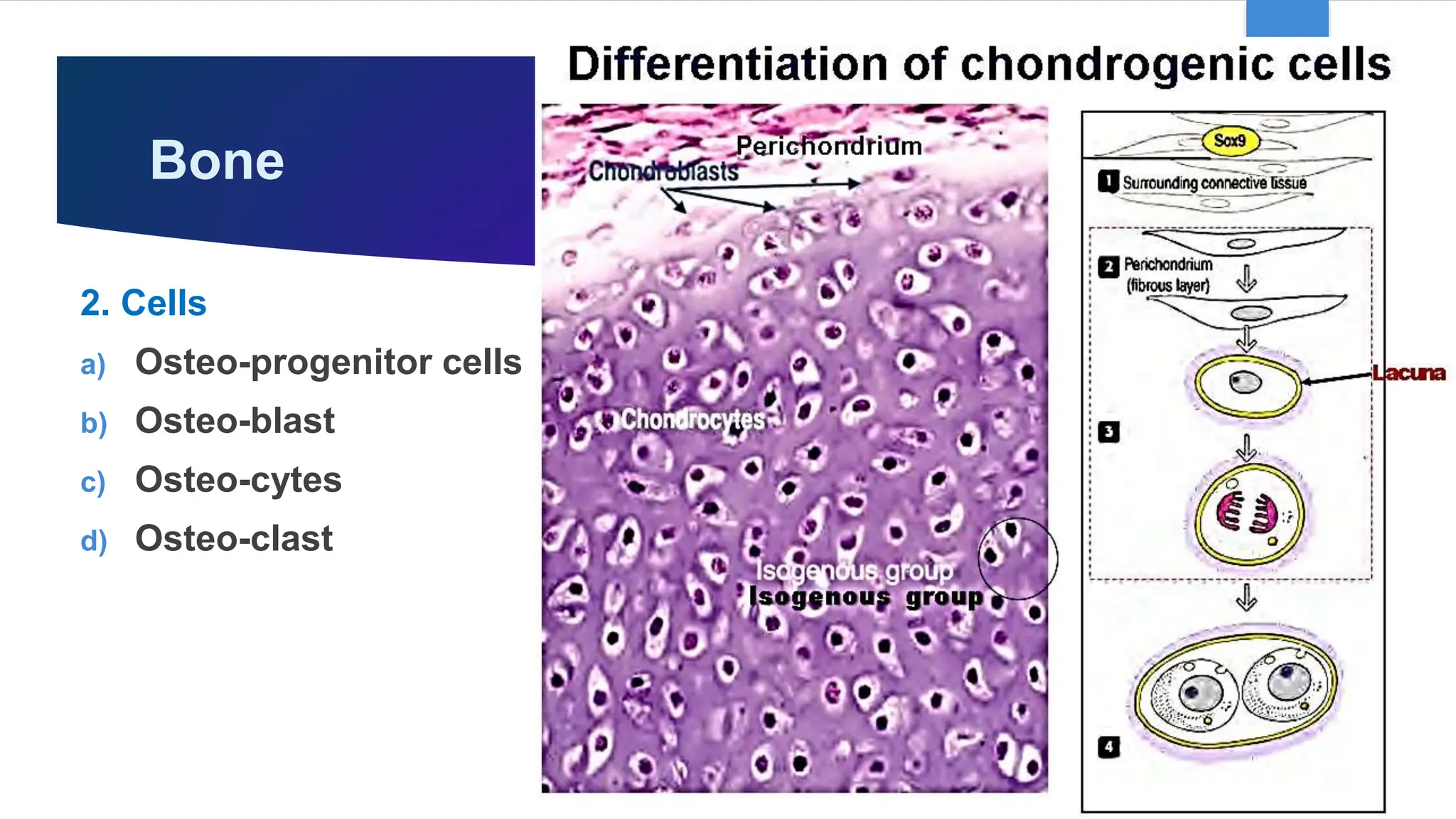 Bone Histology by Dr. Rabia I. Gandapore.pptx