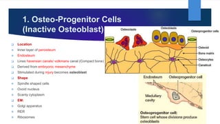 Bone Histology by Dr. Rabia I. Gandapore.pptx