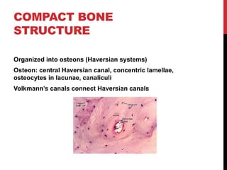 Bone_Histology_Presentation by Dr.Rumaisa PT | PPTX