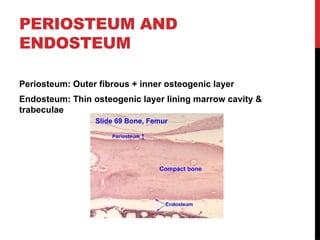 Bone_Histology_Presentation by Dr.Rumaisa PT | PPTX