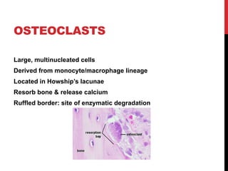 Bone_Histology_Presentation by Dr.Rumaisa PT | PPTX