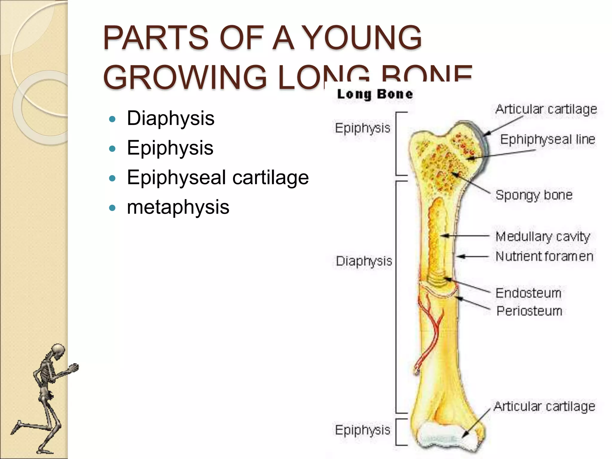 bone histo ossification.ppt