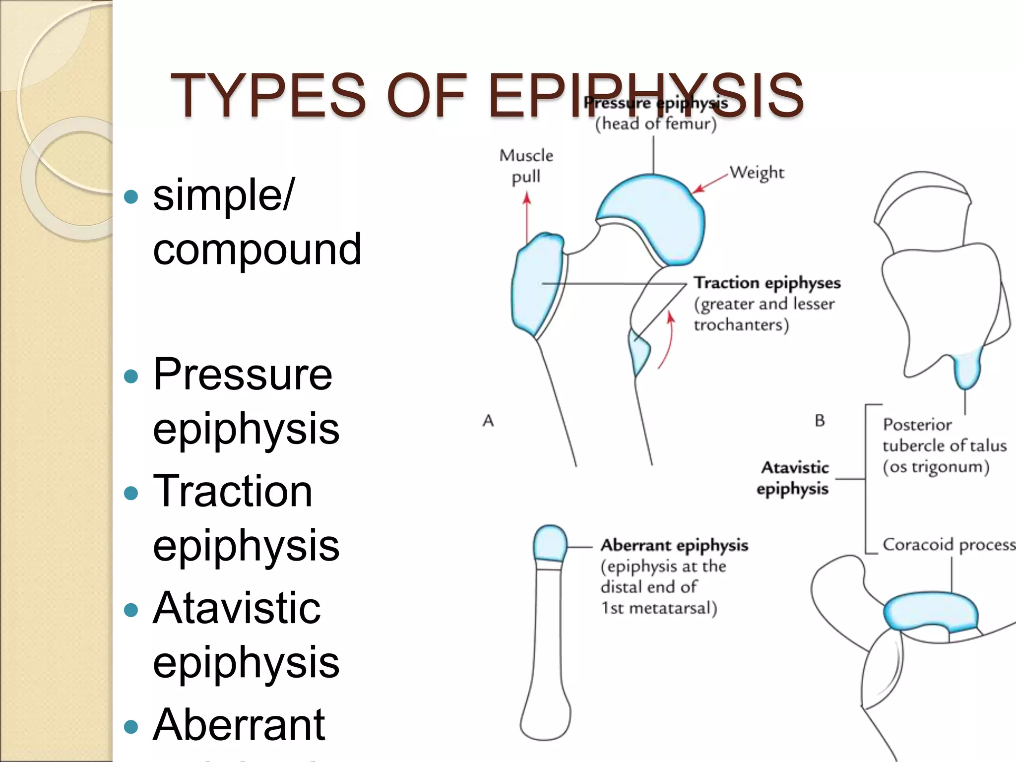 bone histo ossification.ppt