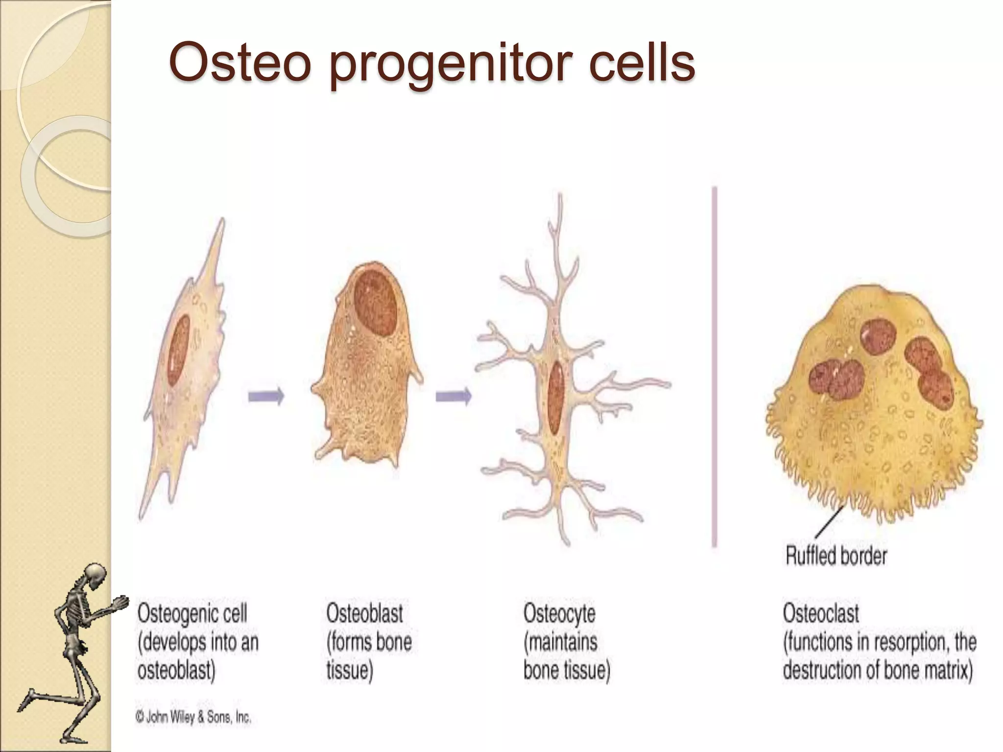 bone histo ossification.ppt