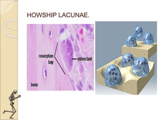 bone histo ossification.ppt