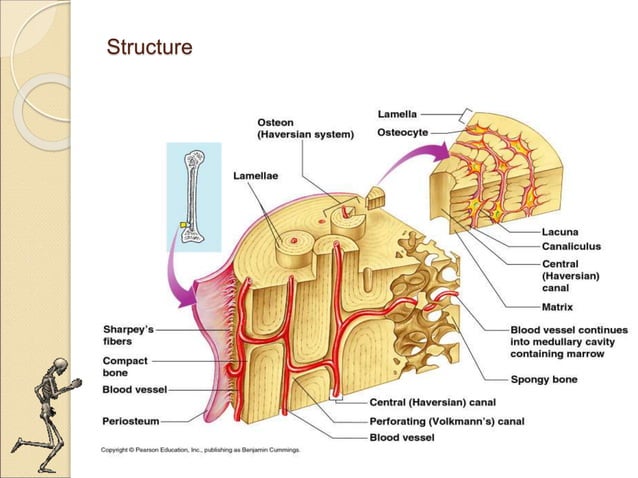 bone histo ossification.ppt | Bone and Joint Conditions | Diseases and ...