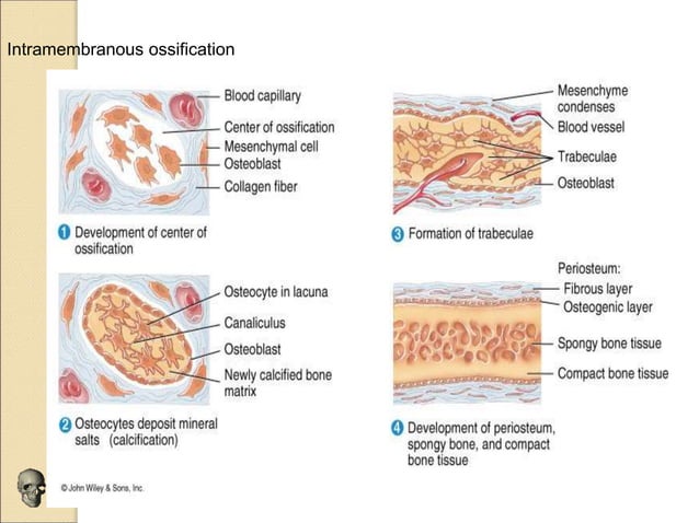 bone histo ossification.ppt | Bone and Joint Conditions | Diseases and ...