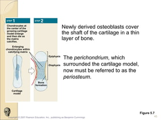 bone histo ossification.ppt