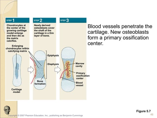 bone histo ossification.ppt | Bone and Joint Conditions | Diseases and ...