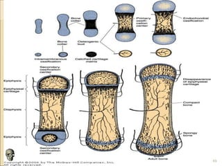bone histo ossification.ppt