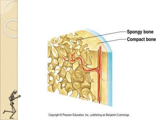 bone histo ossification.ppt | Bone and Joint Conditions | Diseases and ...