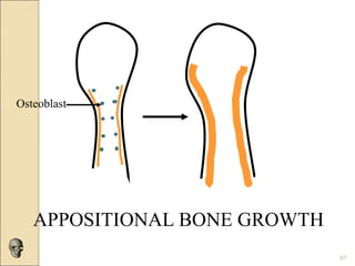 bone histo ossification.ppt