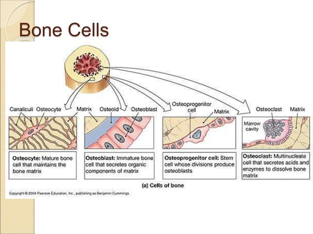 bone histo ossification.ppt | Bone and Joint Conditions | Diseases and ...