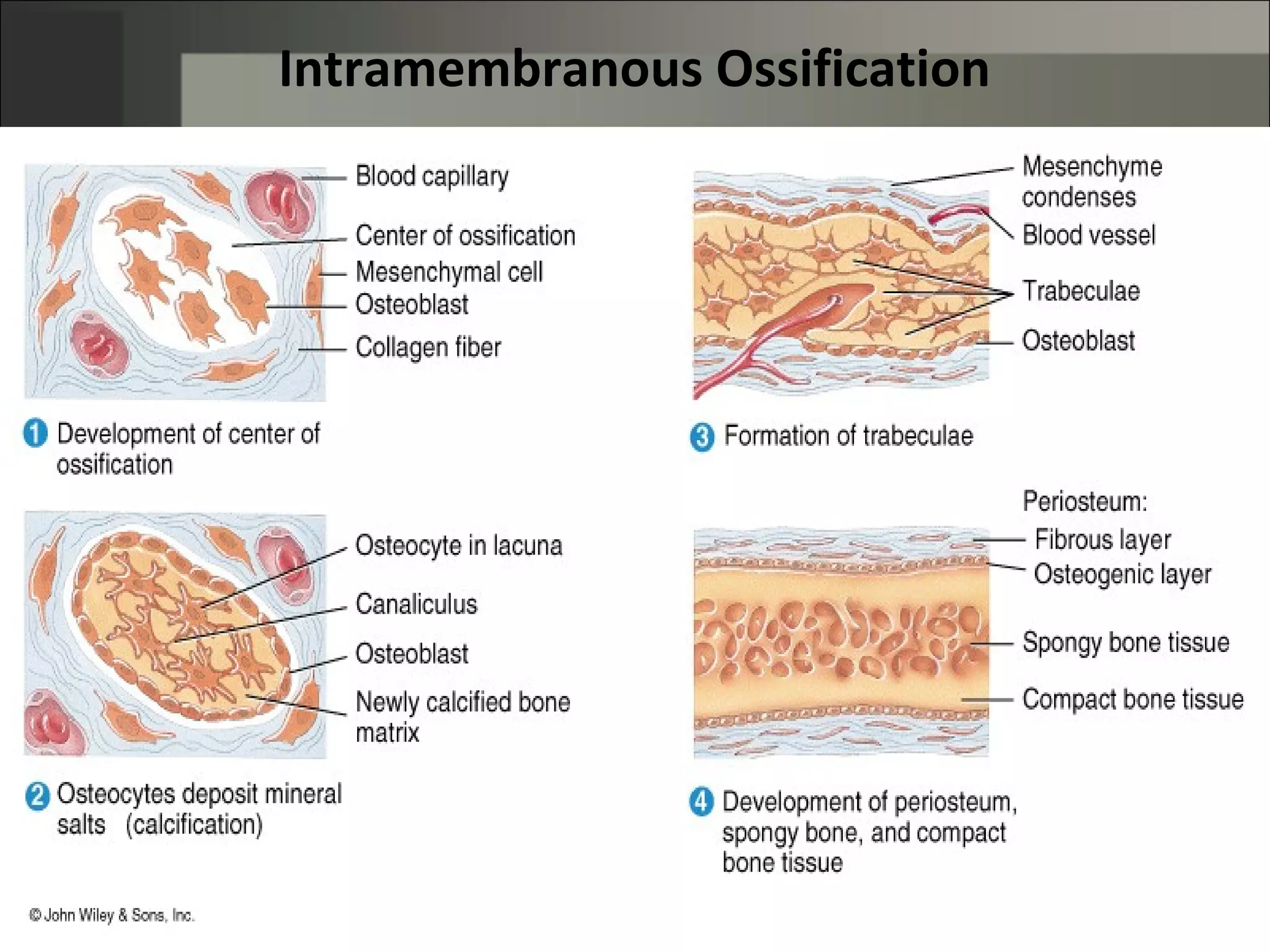 Bone Tissue (Jaringan Tulang) | PPT