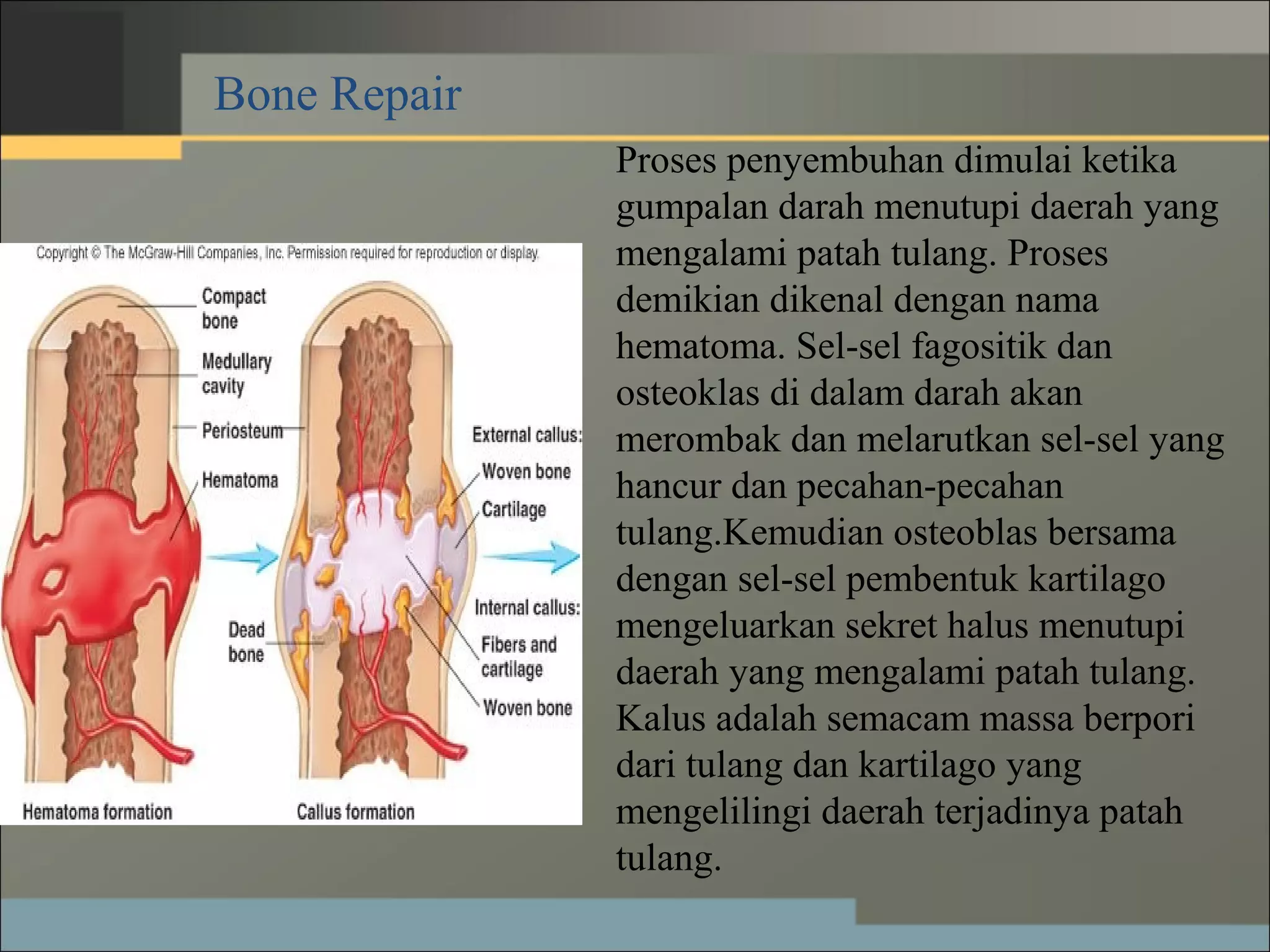 Bone Tissue (Jaringan Tulang) | PPT