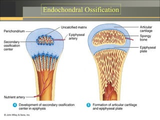 Bone Tissue (Jaringan Tulang) | PPT