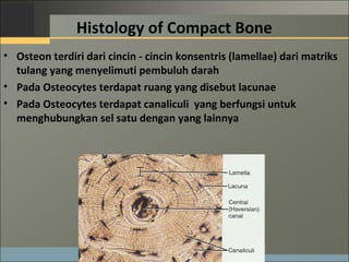 Bone Tissue (Jaringan Tulang) | PPT
