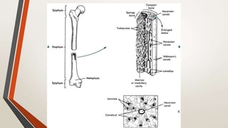 Bone infections...5 th stage lecture(dr.farouk) | PPT