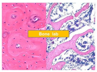 Bone Lab.ppt