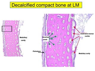 Bone Lab.ppt