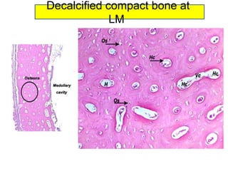 Bone Lab.ppt