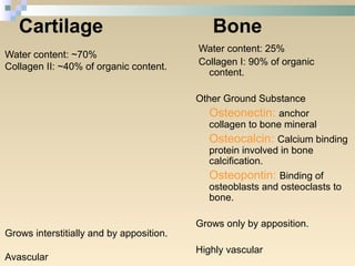 Bone lecture | PPT