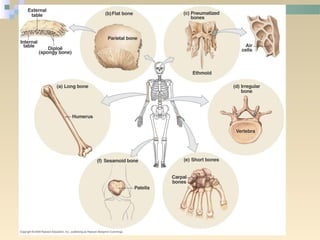 Bone lecture | PPT