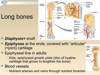 Bone lecture | PPT