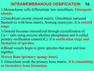 Bone_lecture_medical_2013.ppt
