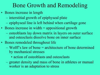 Bone_lecture_medical_2013.ppt