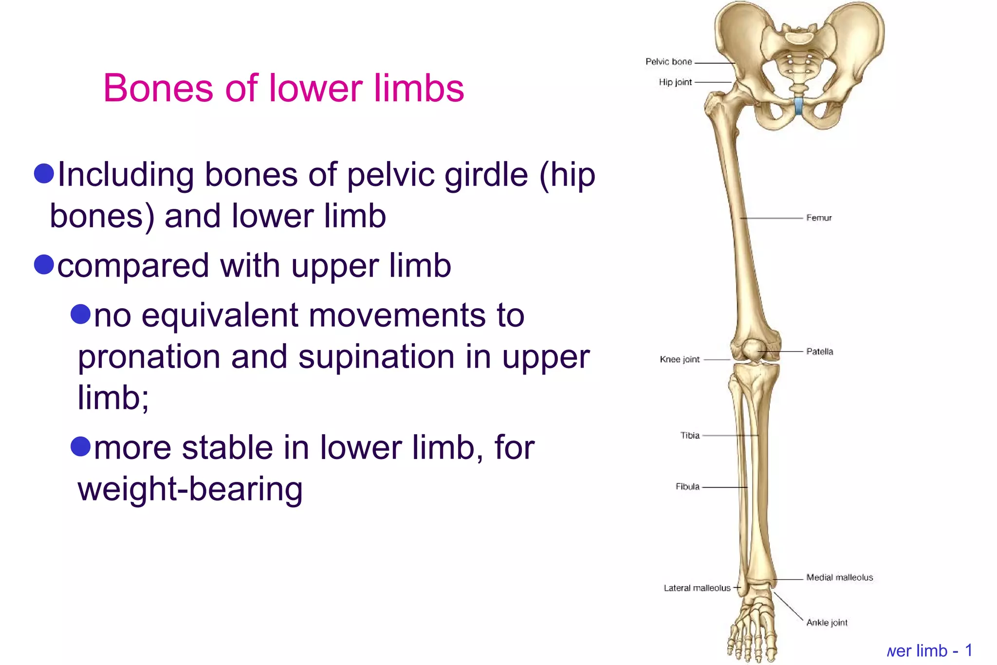 Bone limb lower..osteology of lower limb | PDF