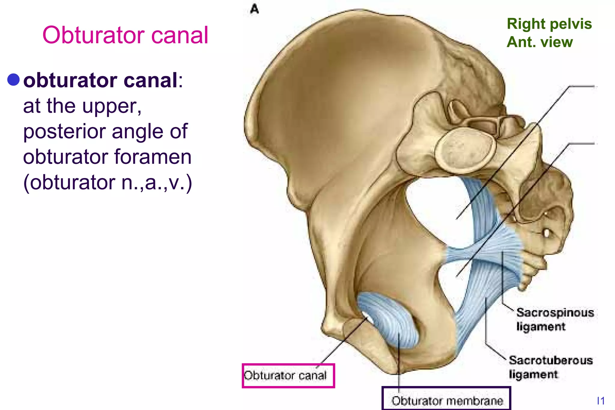 Bone limb lower..osteology of lower limb | PDF