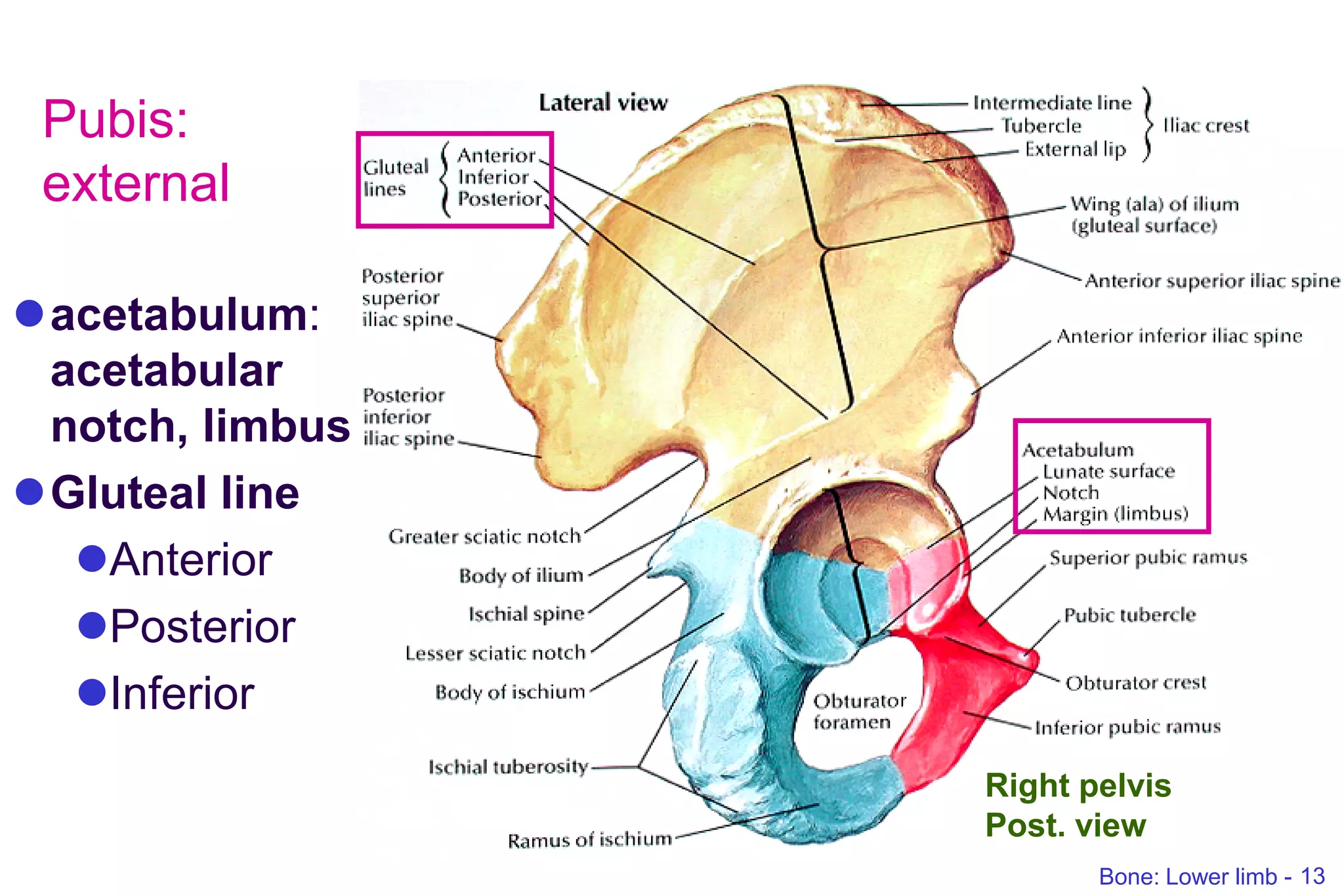 Bone limb lower..osteology of lower limb | PDF
